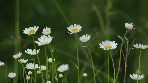 Common daisy store